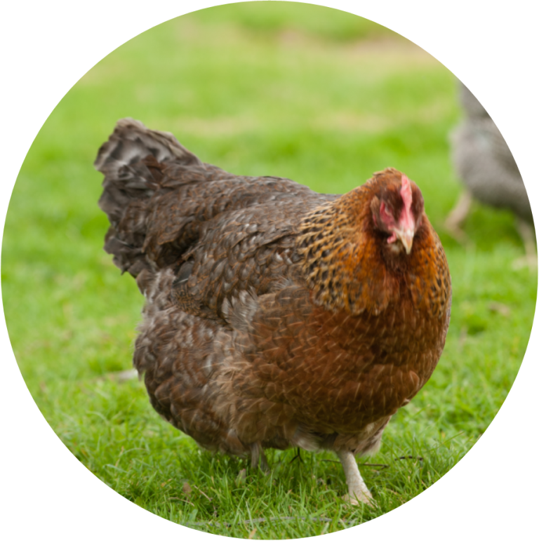 Large Fowl - Taylor Made Poultry