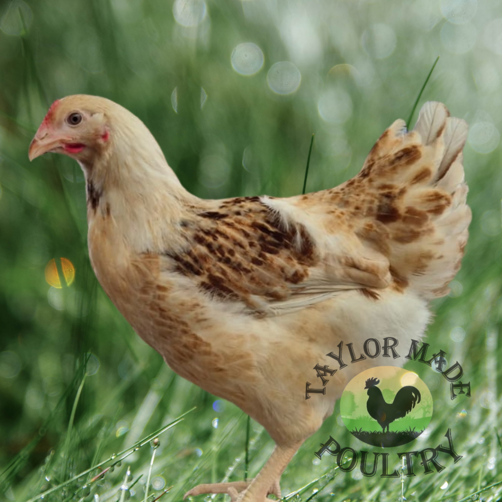 Amber Rock - Taylor Made Poultry