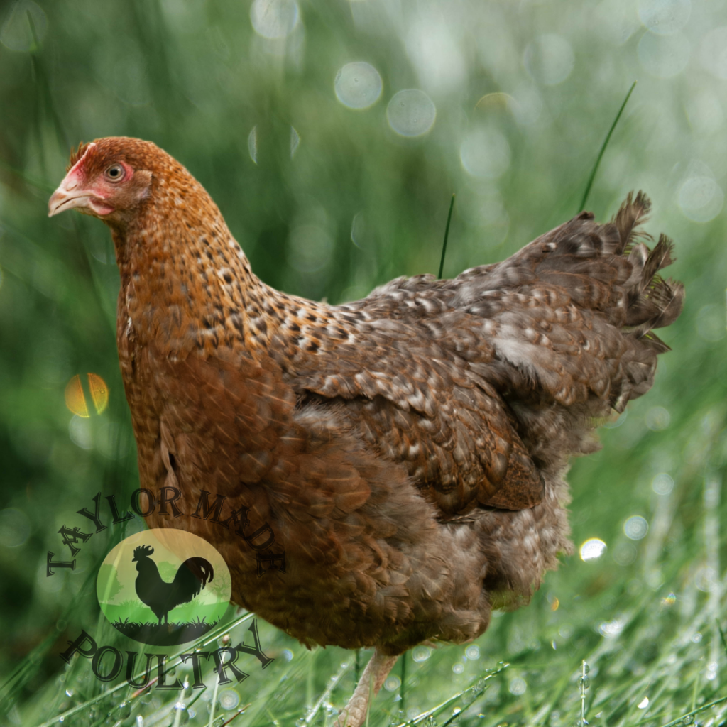 Large Fowl - Taylor Made Poultry