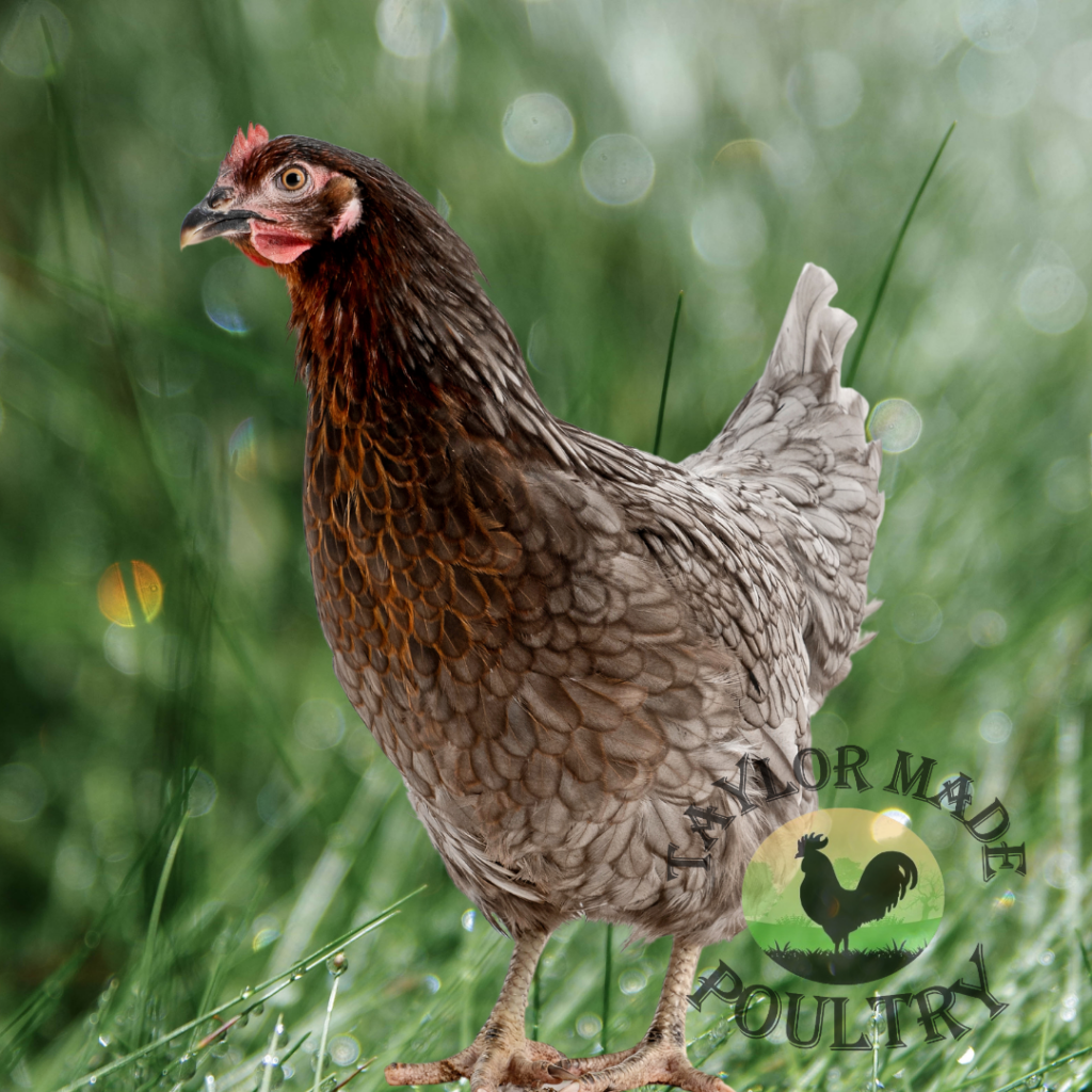 Devon Blue - Taylor Made Poultry