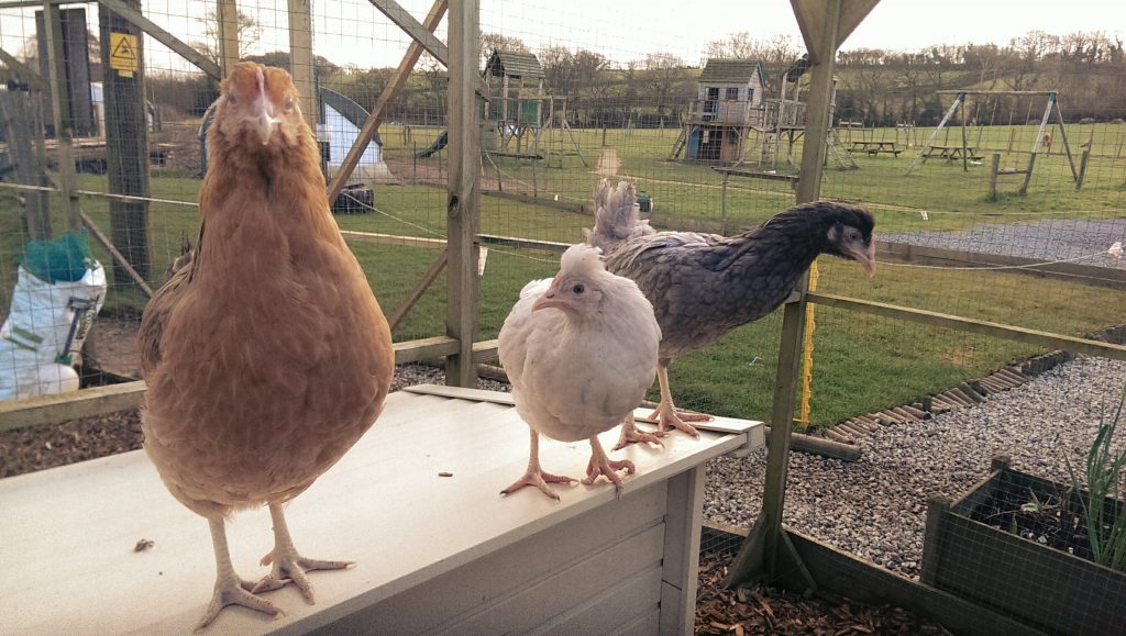 Devon Blue - Taylor Made Poultry