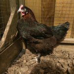 Amber Rock - Taylor Made Poultry