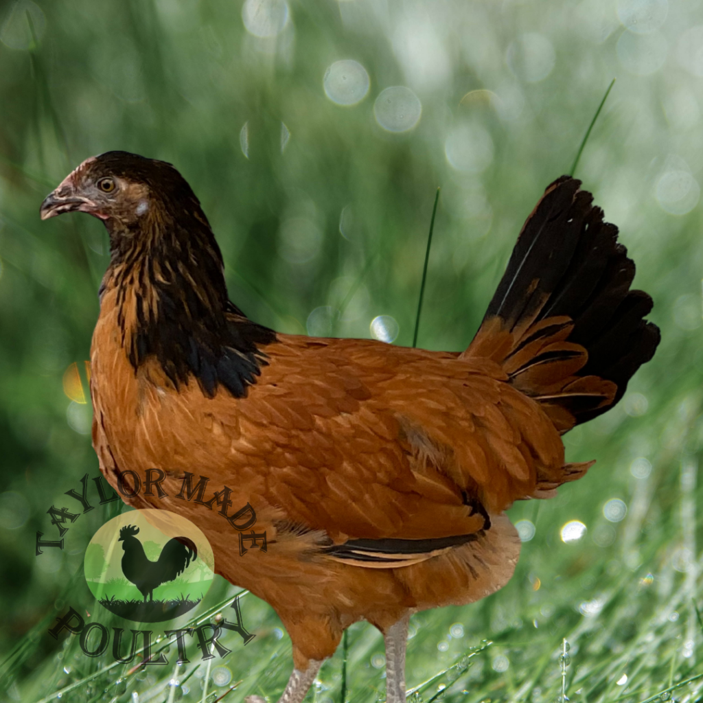 Vorwerk - Taylor Made Poultry