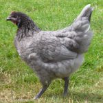 Devon Blue - Taylor Made Poultry