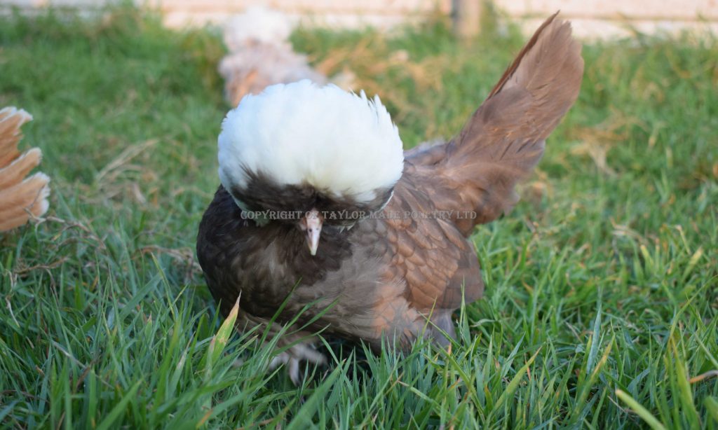 Devon Blue - Taylor Made Poultry