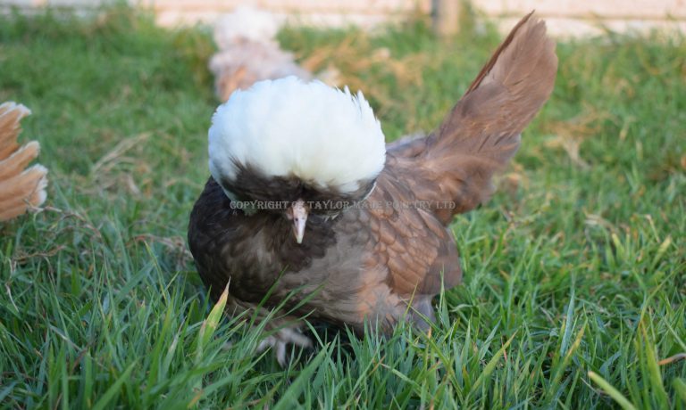 Amber Rock - Taylor Made Poultry
