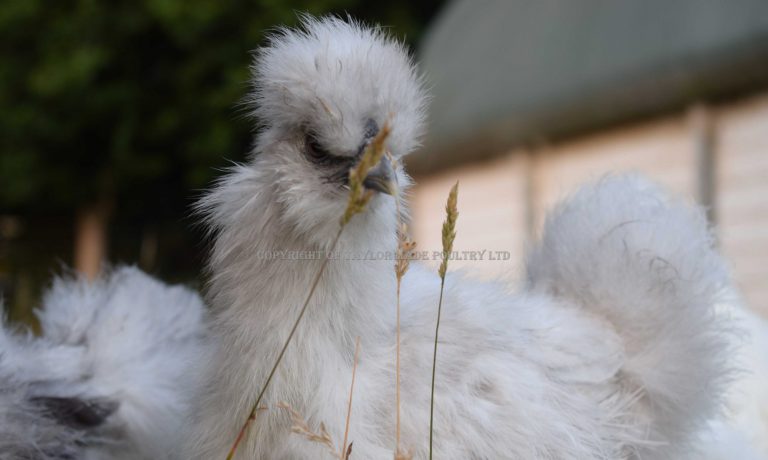 Devon Blue - Taylor Made Poultry