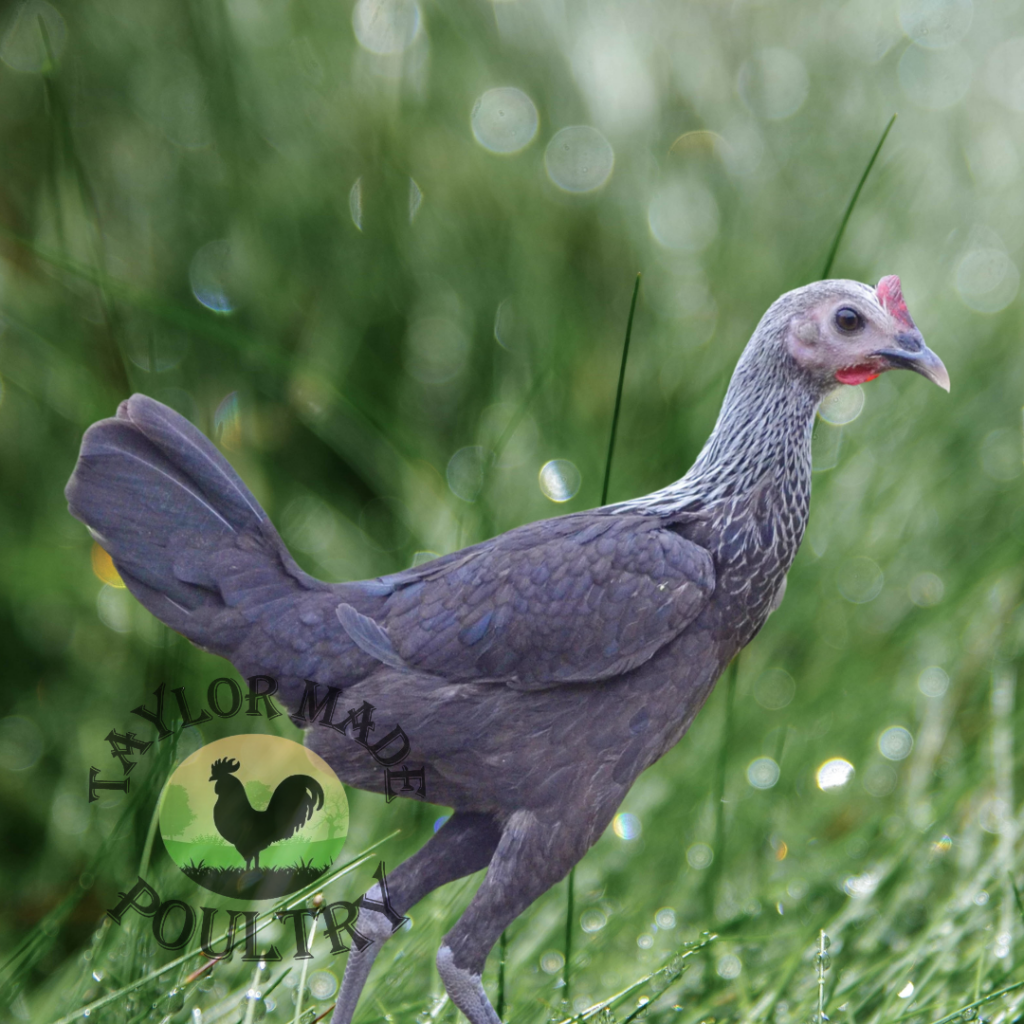 Bantams - Taylor Made Poultry