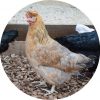 Devon Blue - Taylor Made Poultry