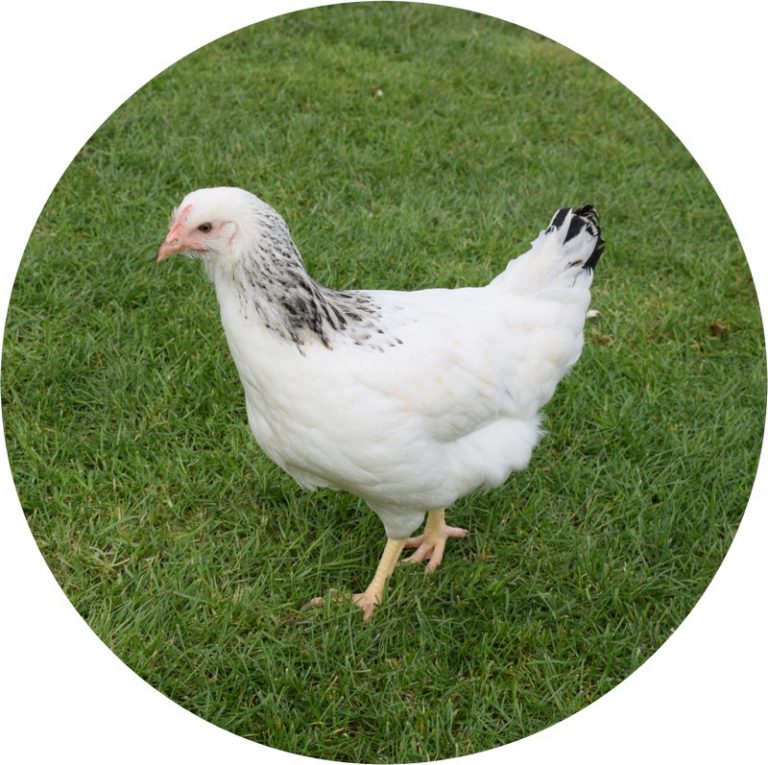 Devon Blue - Taylor Made Poultry