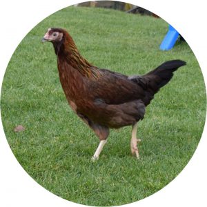Hybrids - Taylor Made Poultry