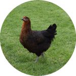 Amber Rock - Taylor Made Poultry