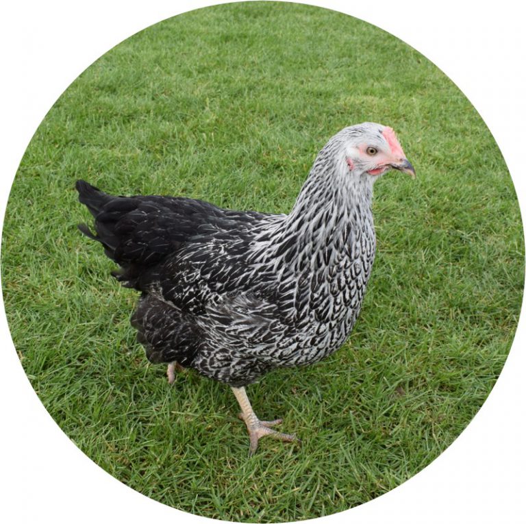 Devon Blue - Taylor Made Poultry