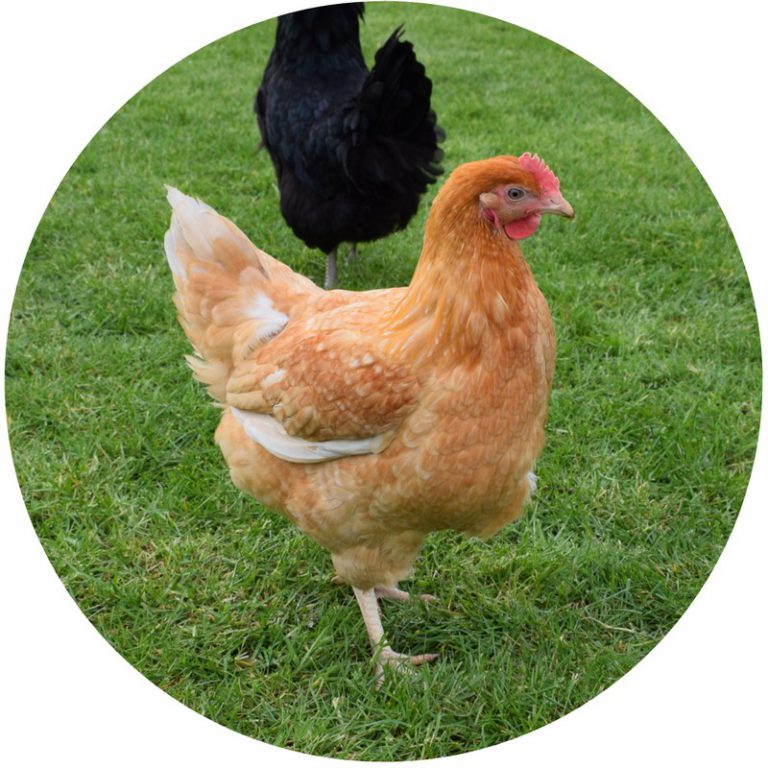 Devon Blue - Taylor Made Poultry