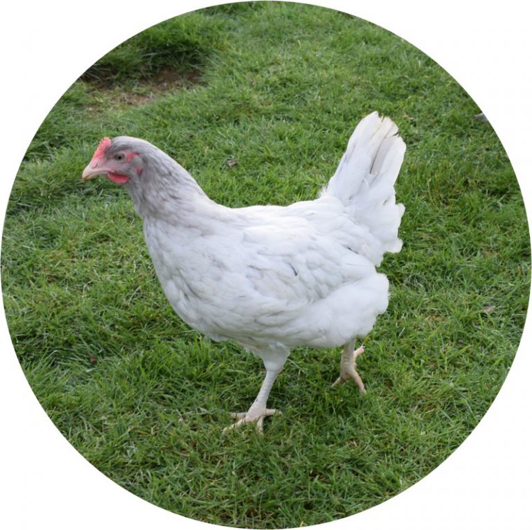 Devon Blue - Taylor Made Poultry