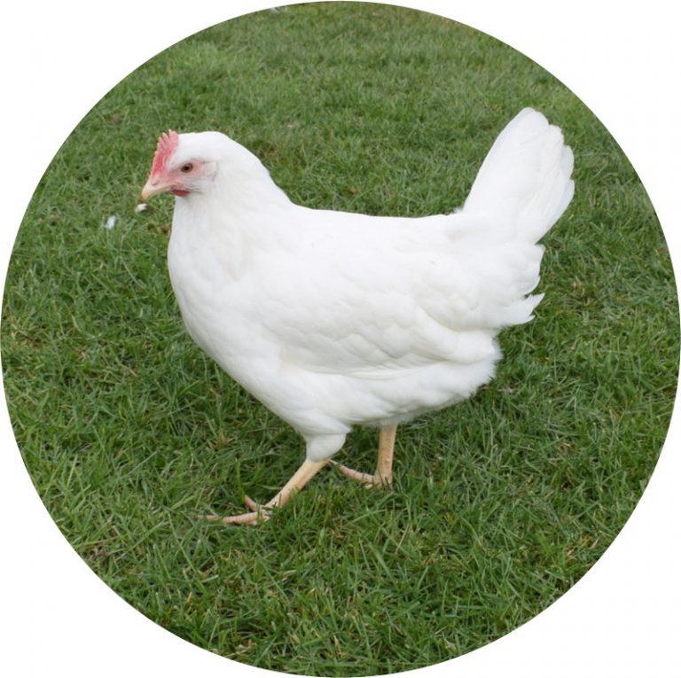 Devon Blue - Taylor Made Poultry