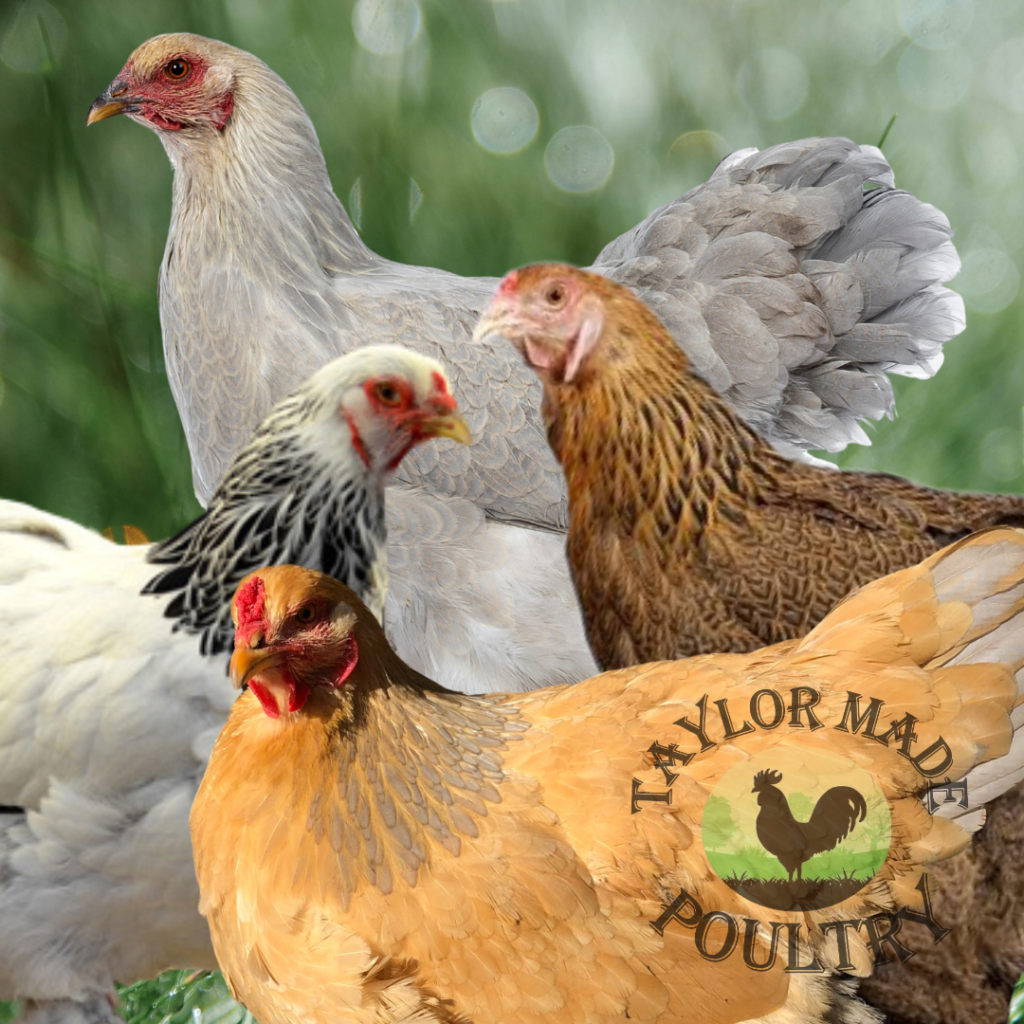 Brahma - Taylor Made Poultry